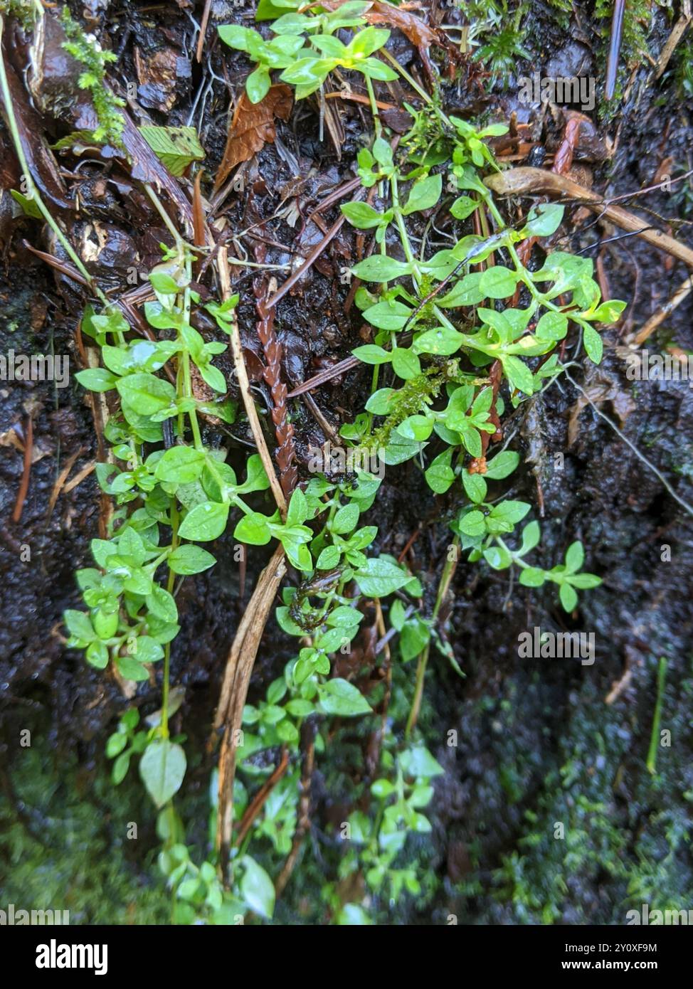 vascular plants (Tracheophyta) Plantae Stock Photo - Alamy