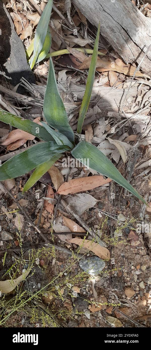 monocots (Liliopsida) Plantae Stock Photo - Alamy