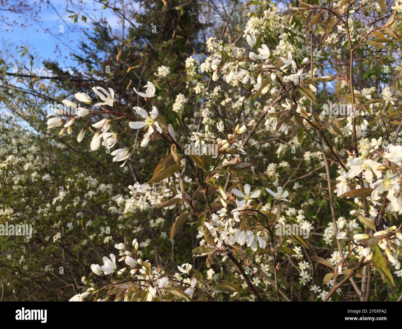 common serviceberry (Amelanchier arborea) Plantae Stock Photo - Alamy