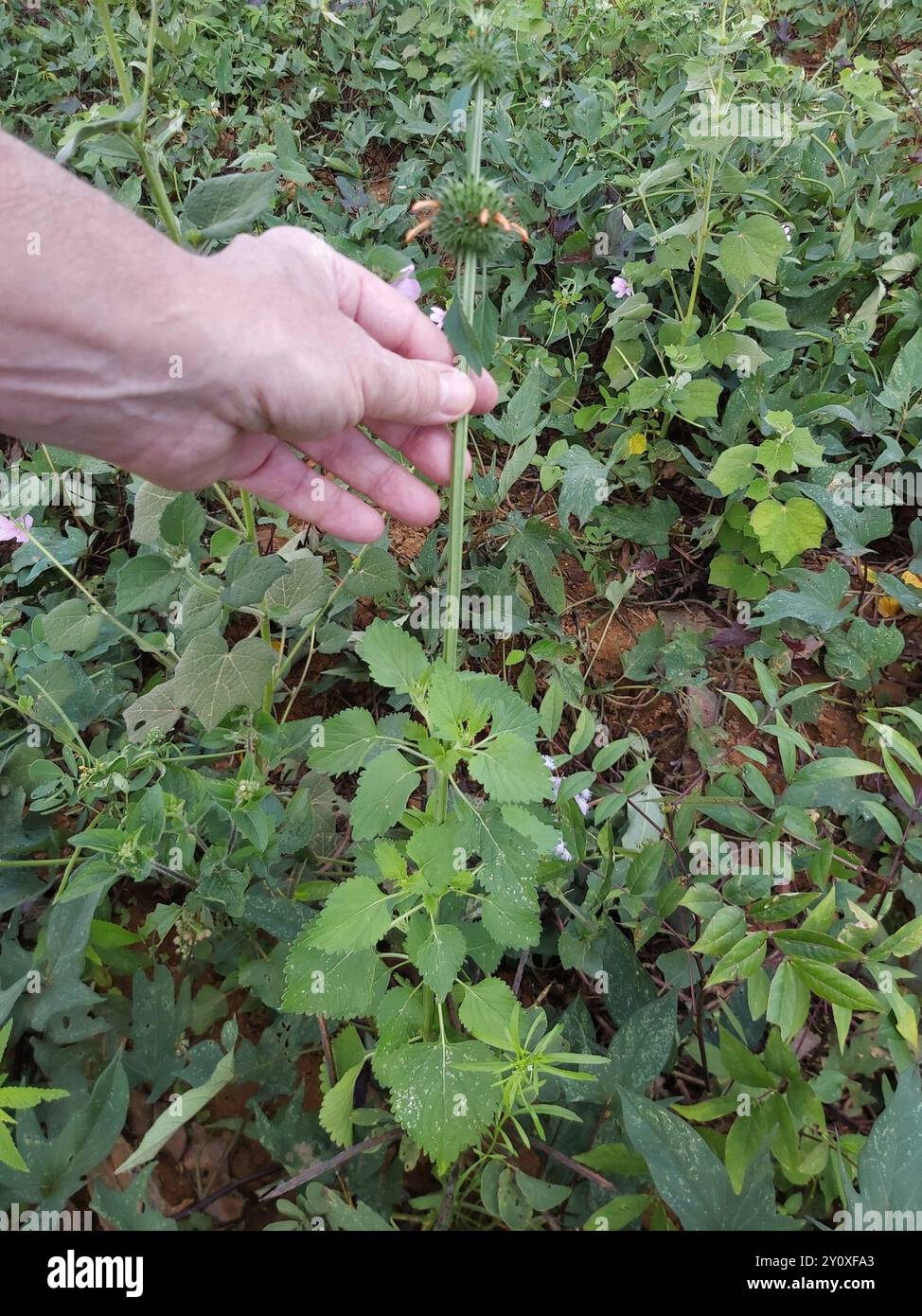 lion's ear (Leonotis nepetifolia) Plantae Stock Photo - Alamy