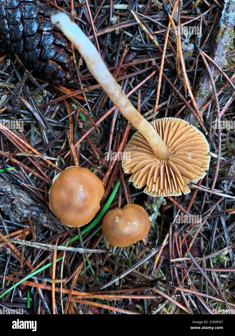 Webcaps (Cortinarius) Fungi Stock Photo - Alamy