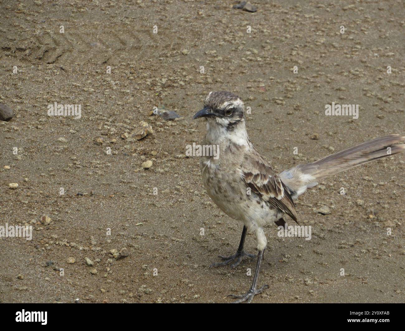 Isla La Plata Long-tailed Mockingbird (Mimus longicaudatus platensis ...