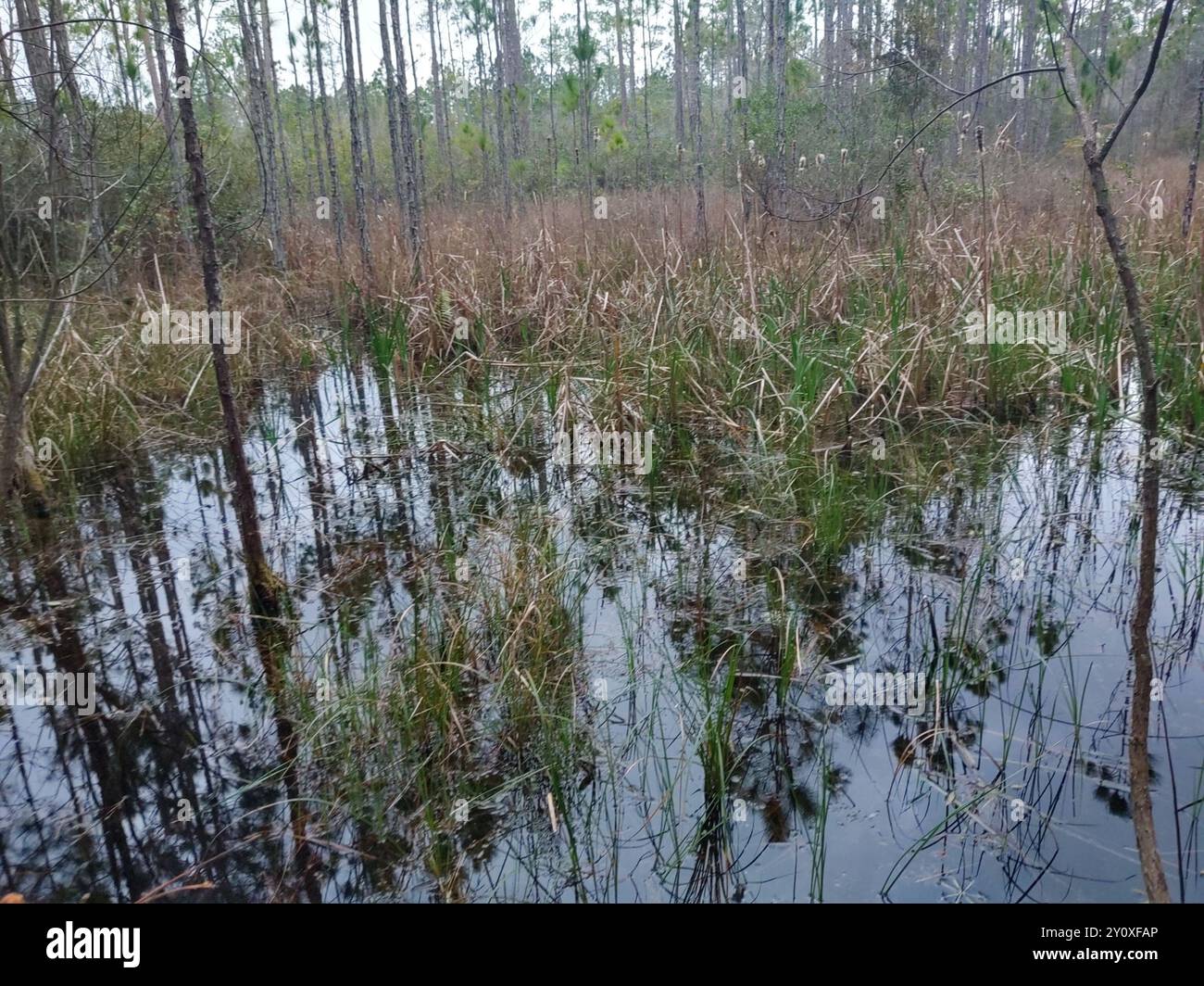 swollen bladderwort (Utricularia inflata) Plantae Stock Photo - Alamy