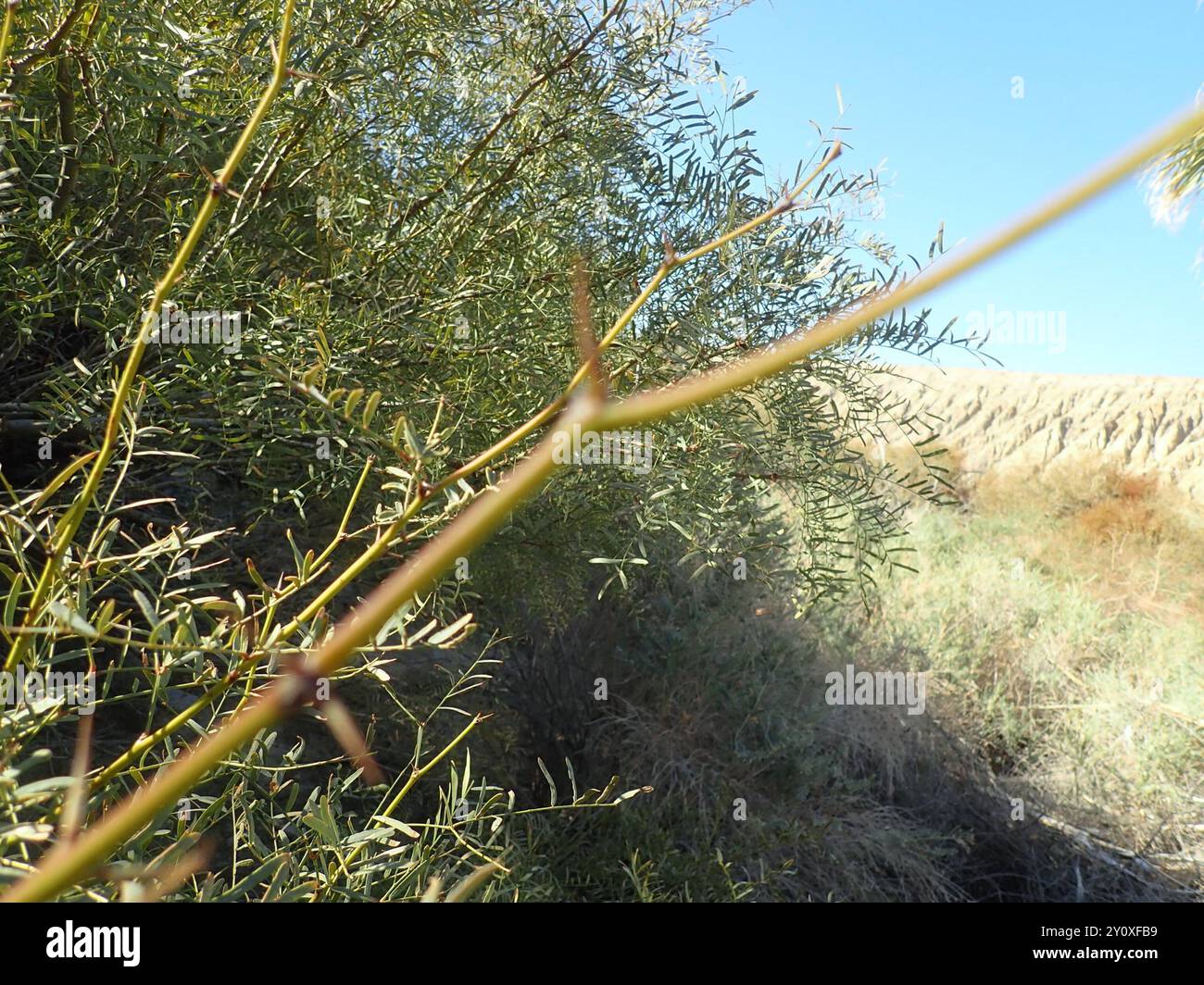mesquites (Neltuma) Plantae Stock Photo - Alamy