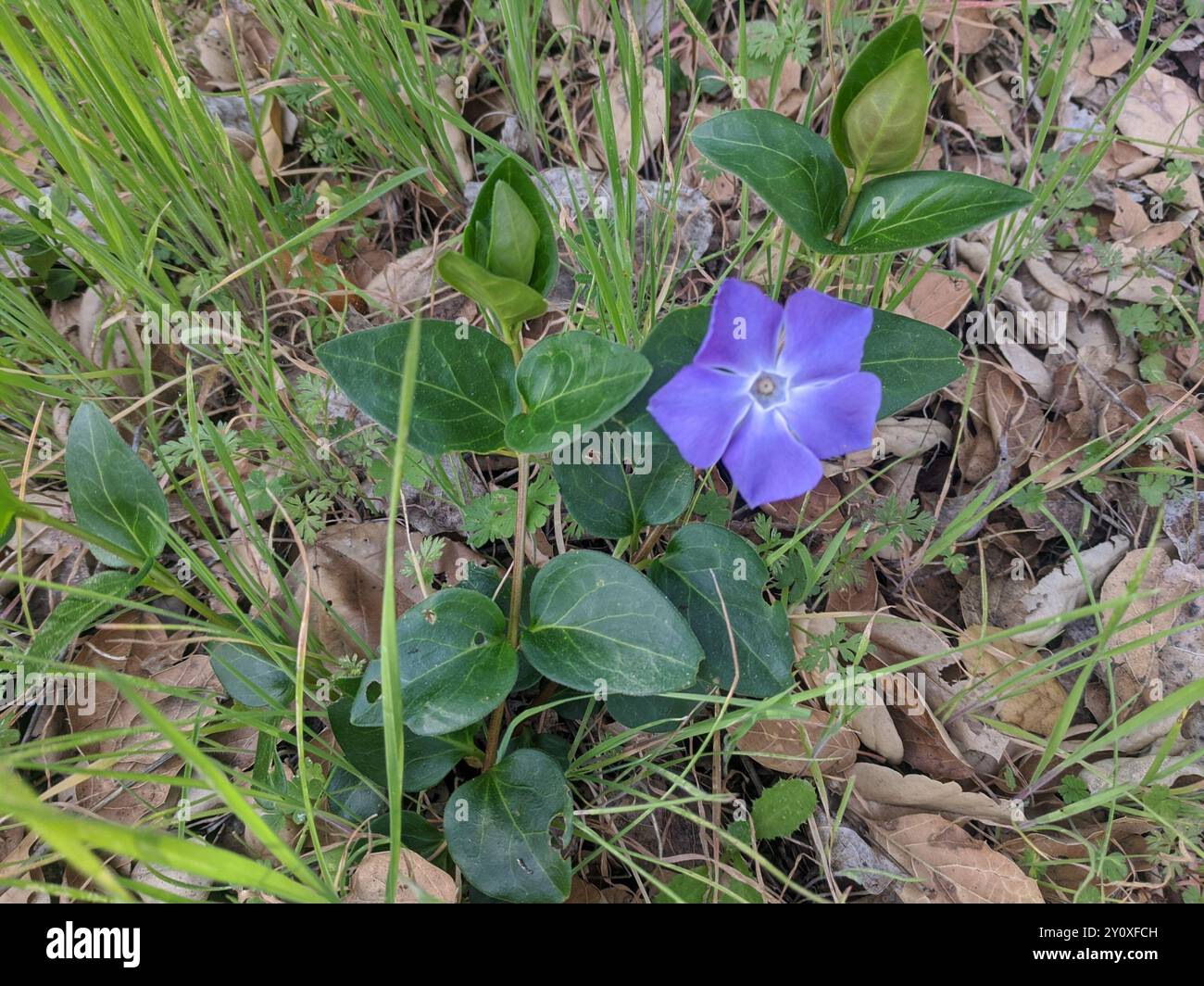 greater periwinkle (Vinca major) Plantae Stock Photo - Alamy