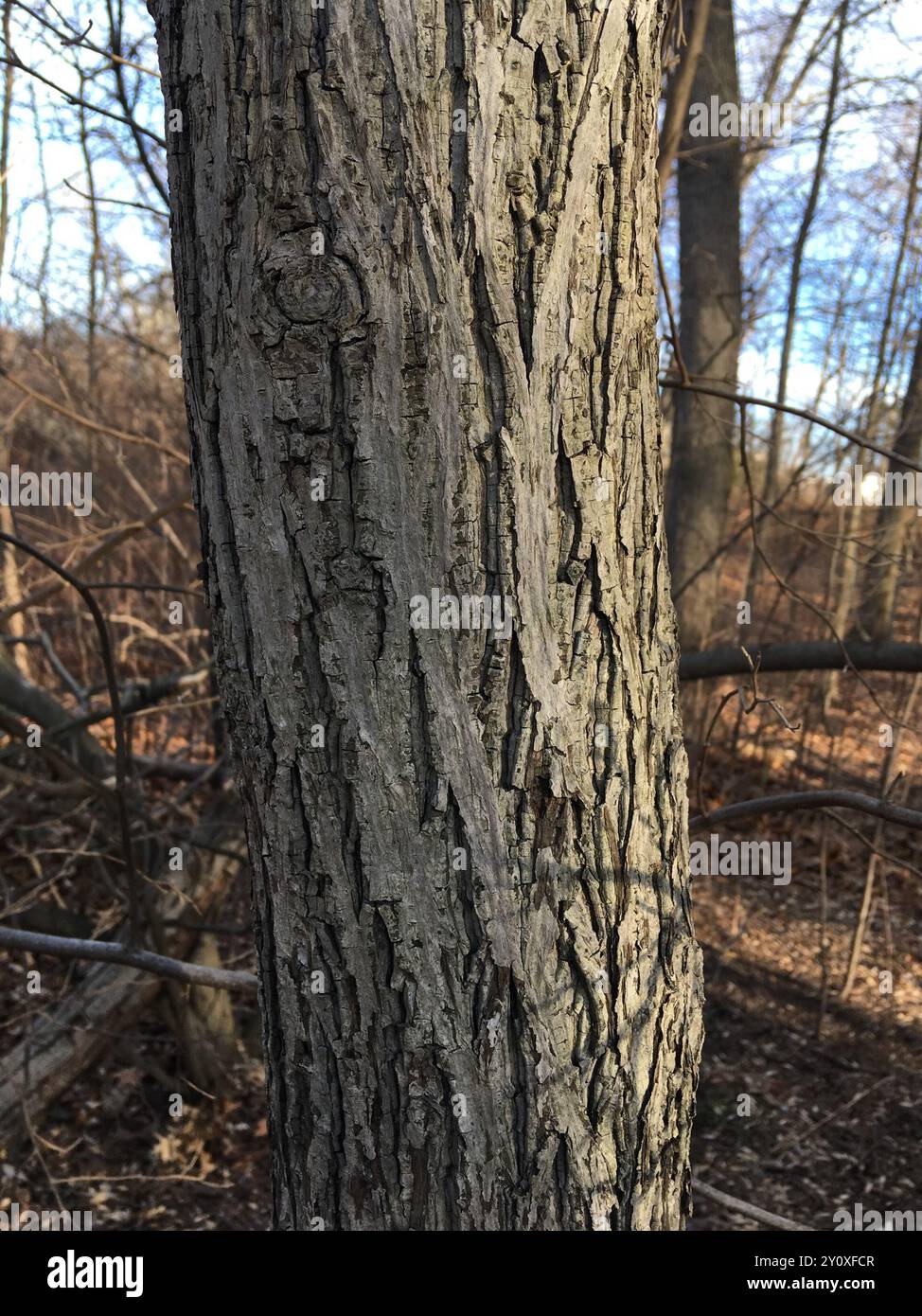 walnut family (Juglandaceae) Plantae Stock Photo - Alamy