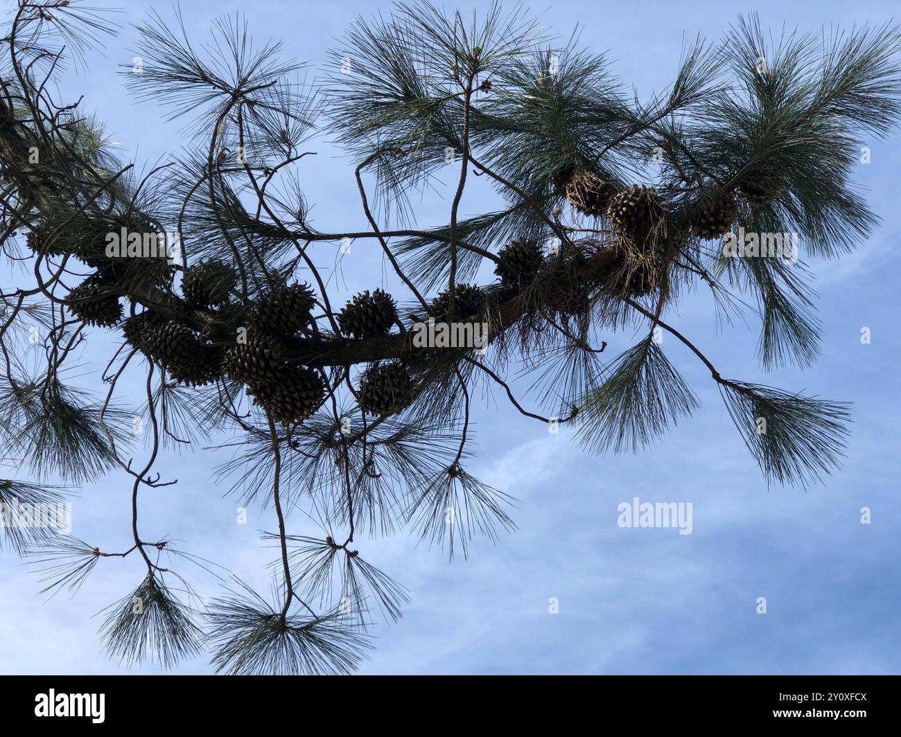 gray pine (Pinus sabiniana) Plantae Stock Photo - Alamy