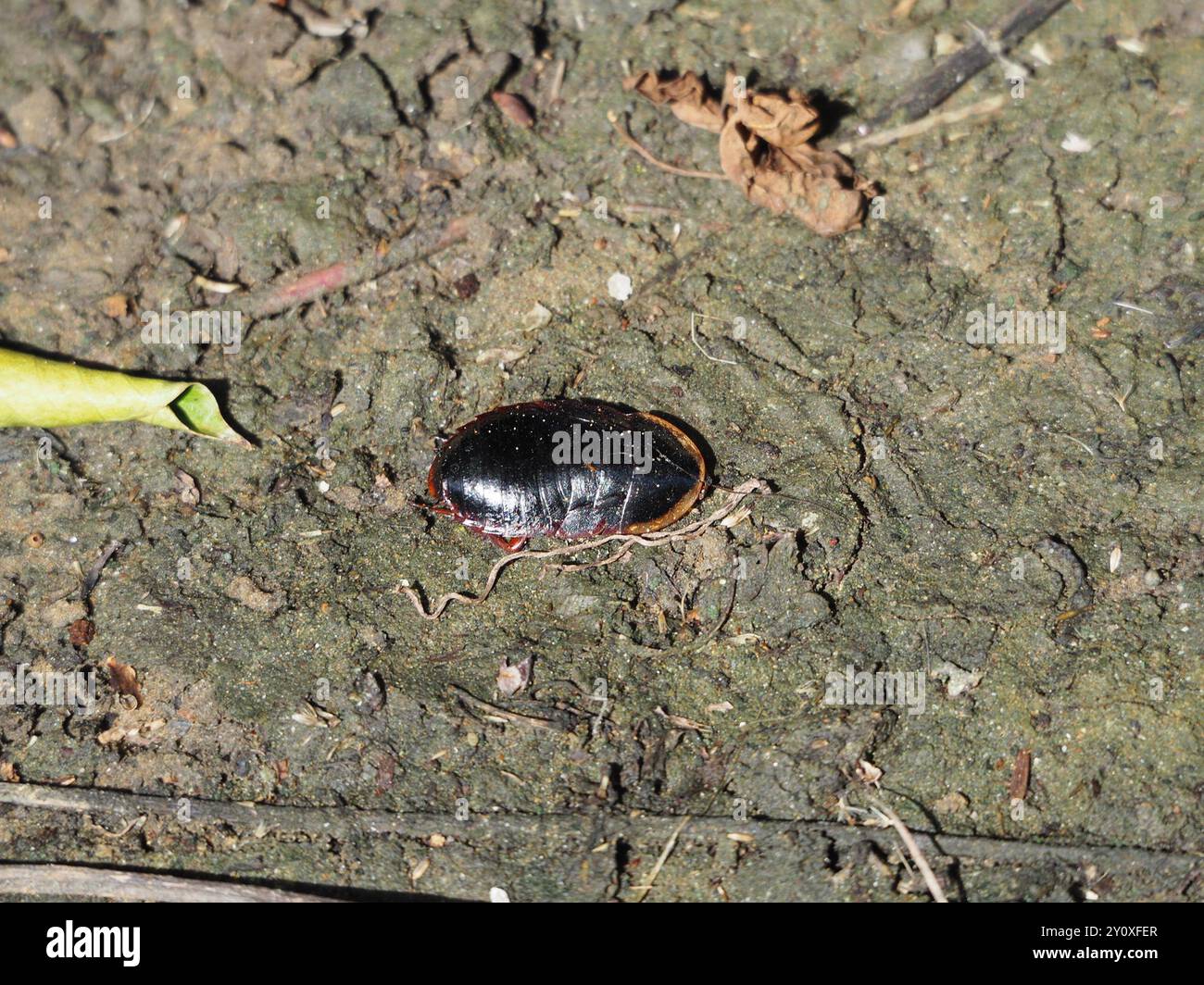 Amphibious Litter Cockroach (Opisthoplatia orientalis) Insecta Stock ...