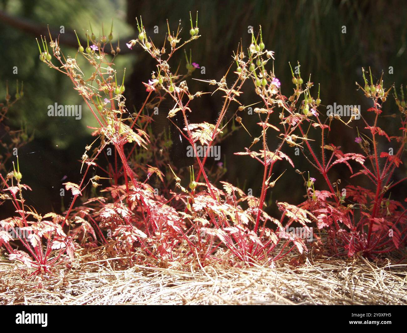 Little-Robin (Geranium purpureum) Plantae Stock Photo - Alamy