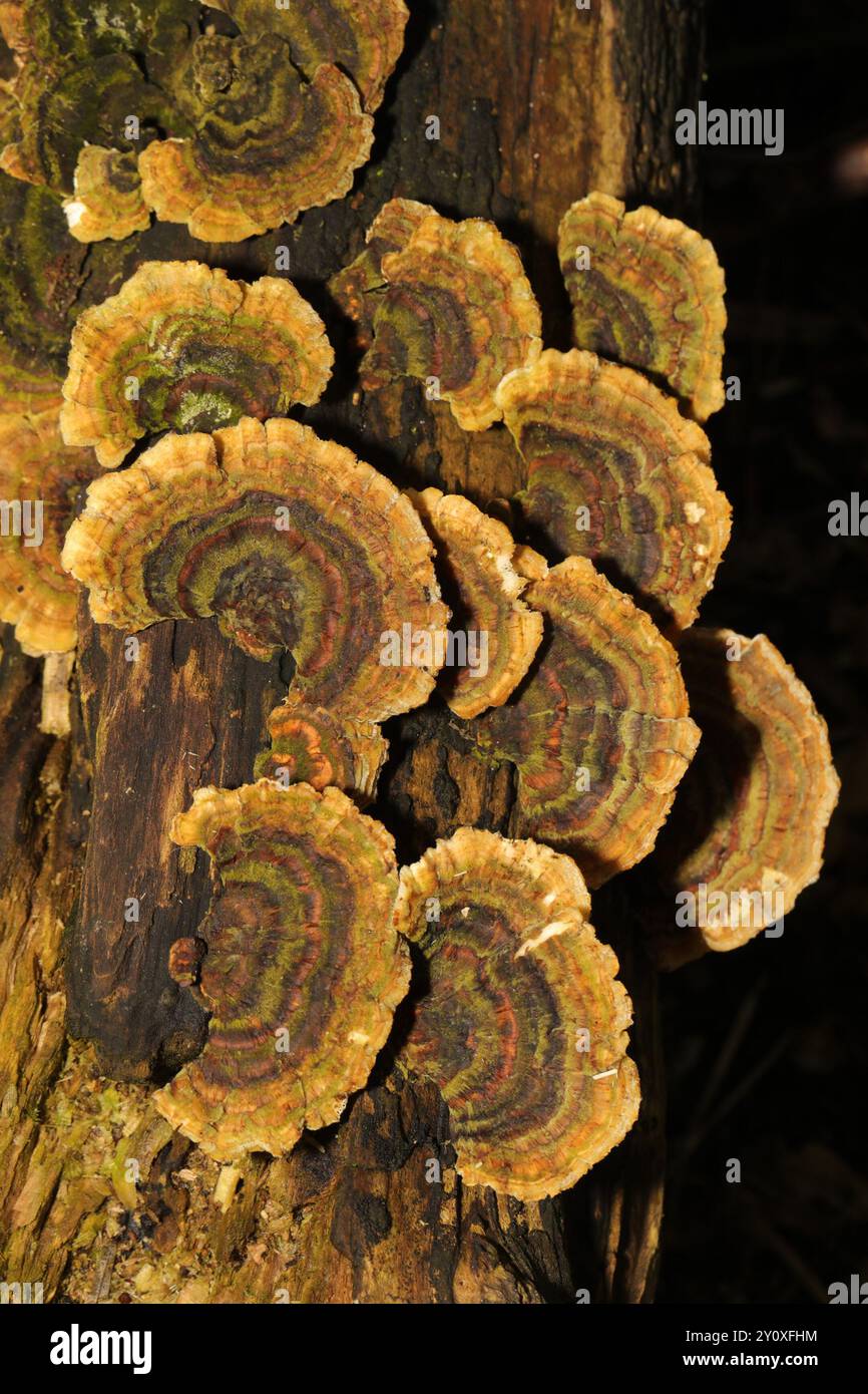 turkey-tail (Trametes versicolor) Fungi Stock Photo - Alamy