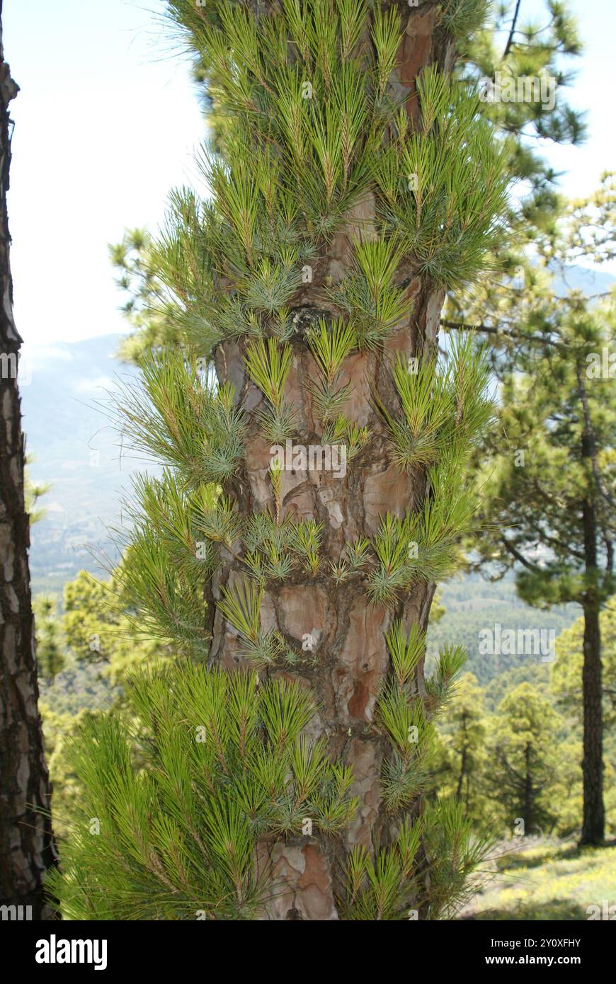 hard pines (Pinus) Plantae Stock Photo - Alamy