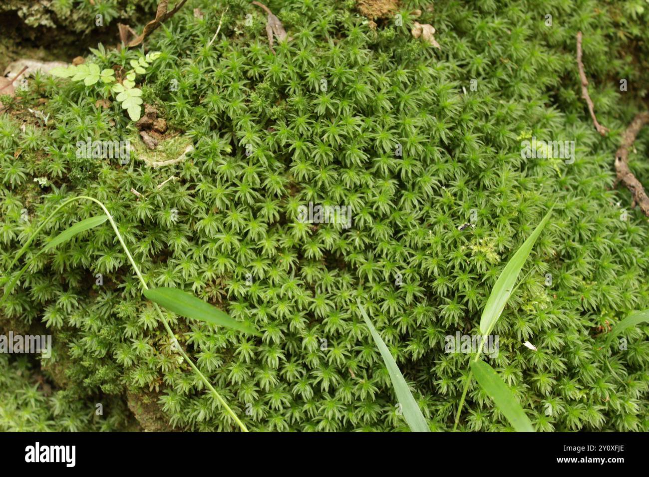 Star Moss (Syntrichia ruralis) Plantae Stock Photo - Alamy