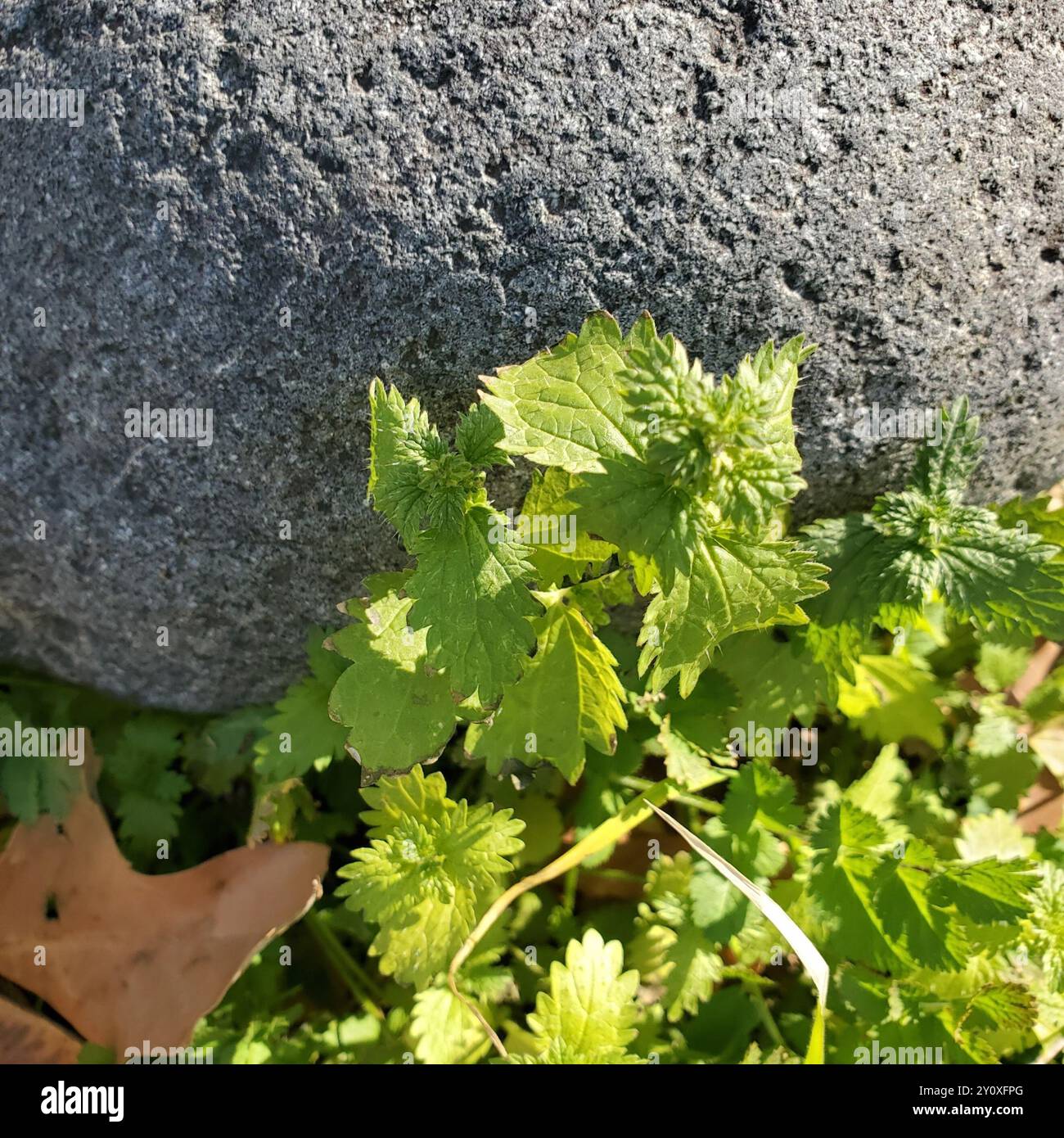 Dwarf Nettle (Urtica urens) Plantae Stock Photo - Alamy