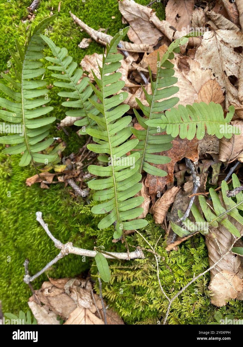 rock polypody (Polypodium virginianum) Plantae Stock Photo - Alamy