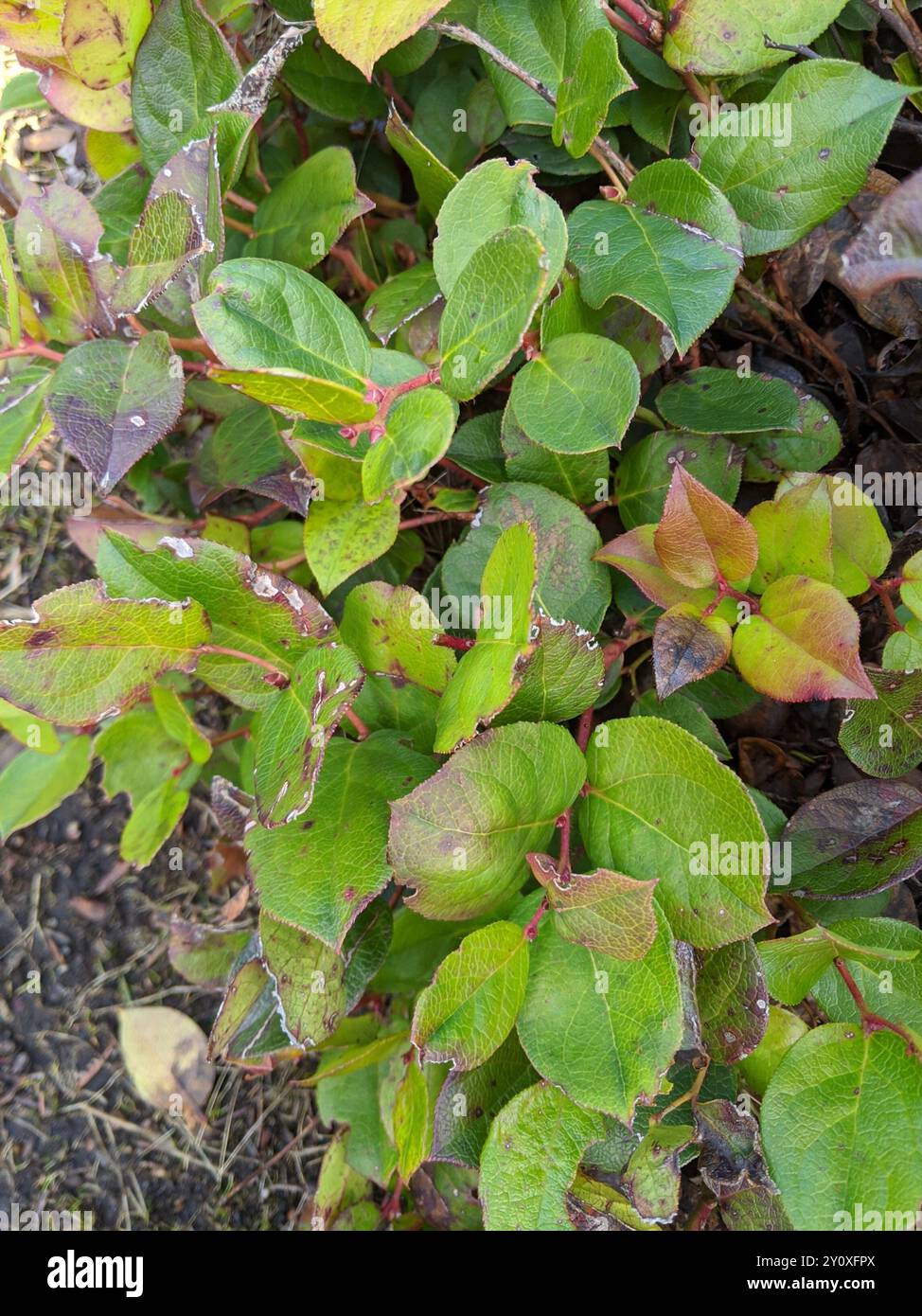 salal (Gaultheria shallon) Plantae Stock Photo - Alamy