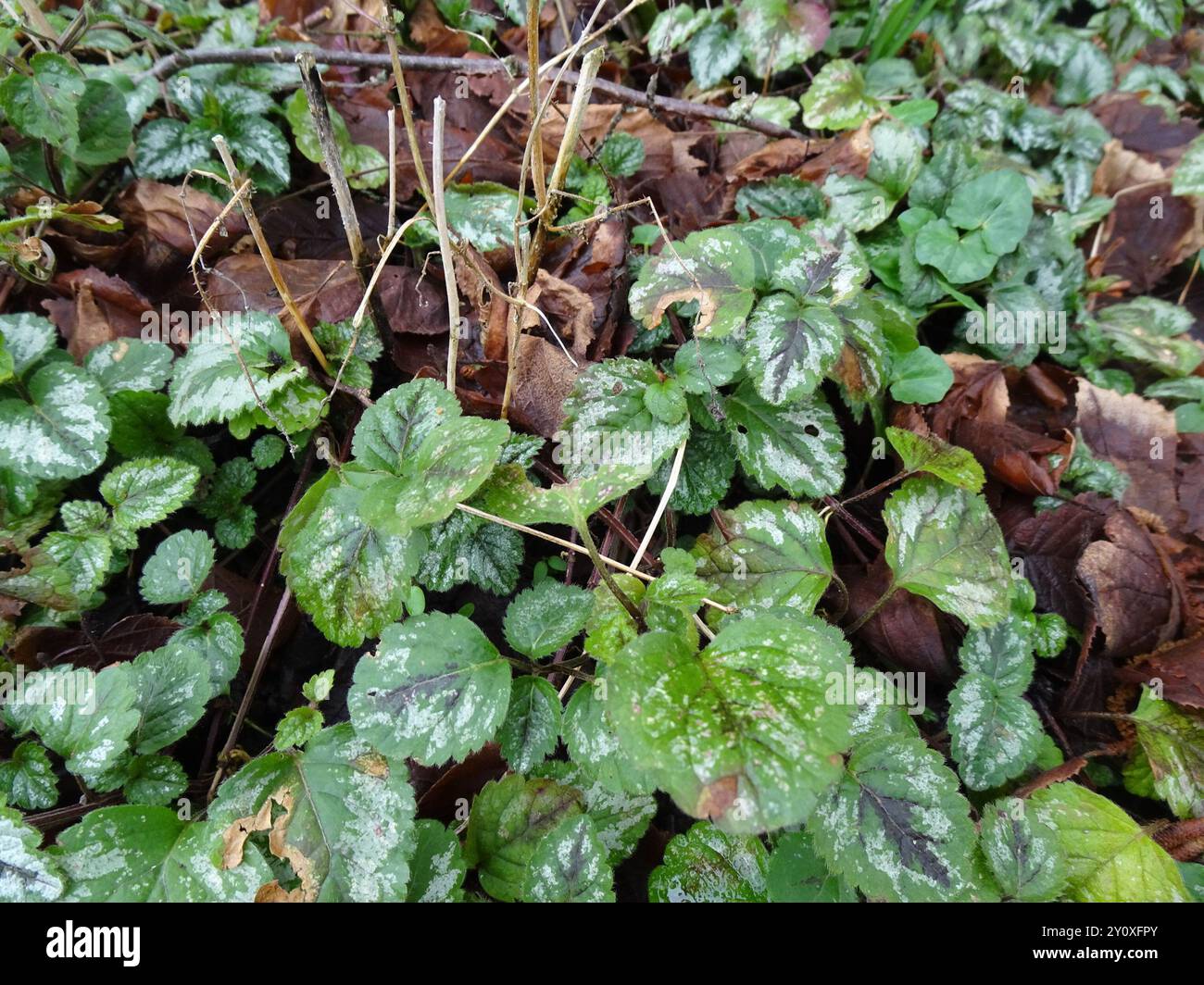 Variegated Yellow Archangel (Lamium galeobdolon argentatum) Plantae ...