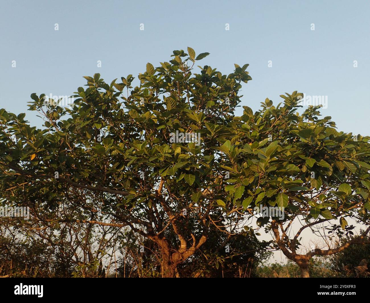 Hauili fig tree (Ficus septica) Plantae Stock Photo - Alamy