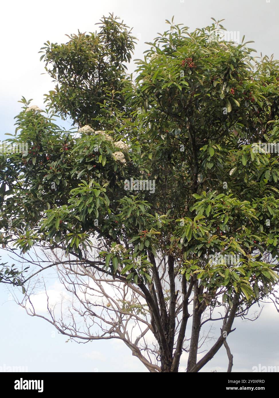 Chinese Photinia (Photinia serratifolia) Plantae Stock Photo - Alamy