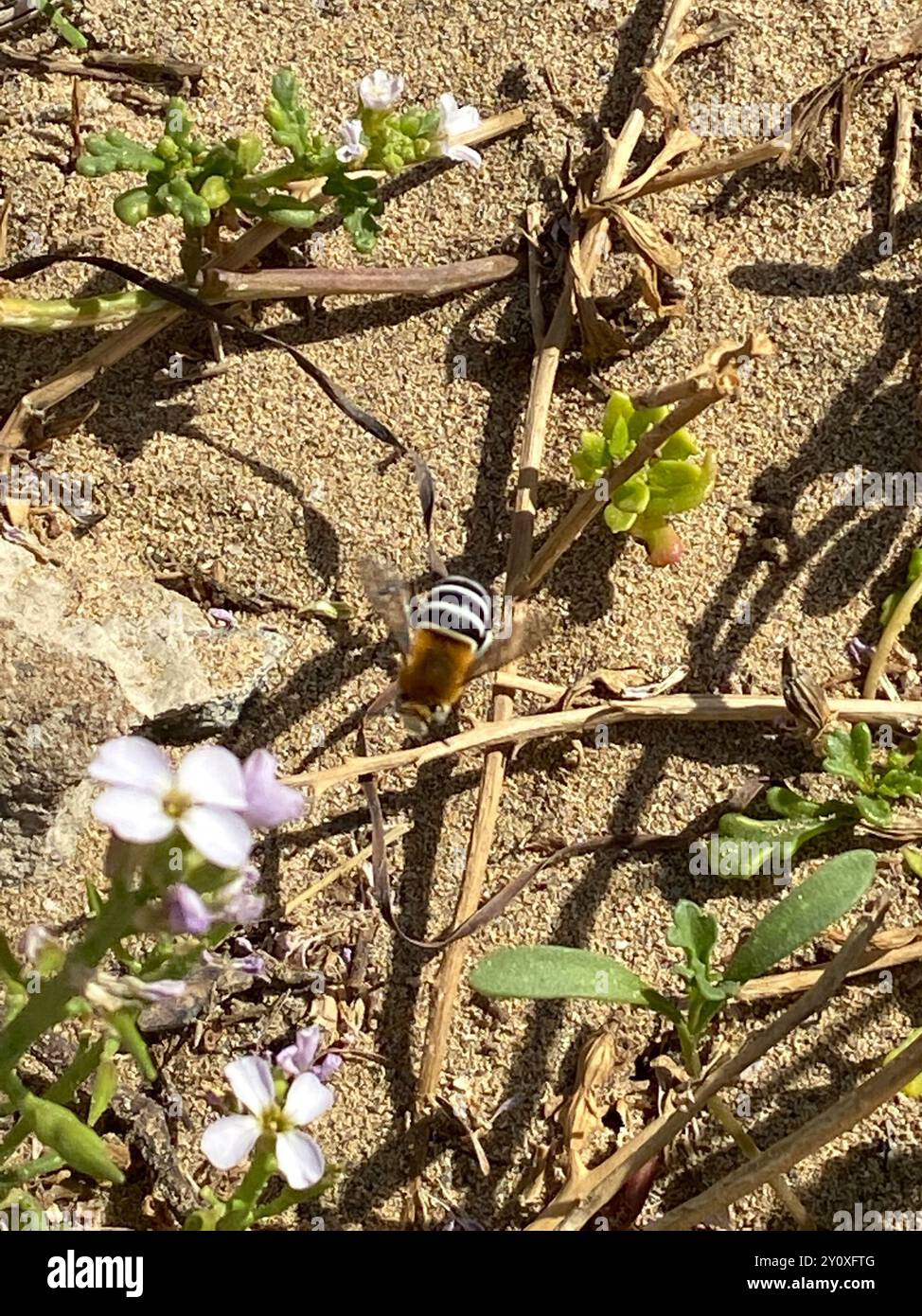 Four-striped Digger Bee (Amegilla quadrifasciata) Insecta Stock Photo ...