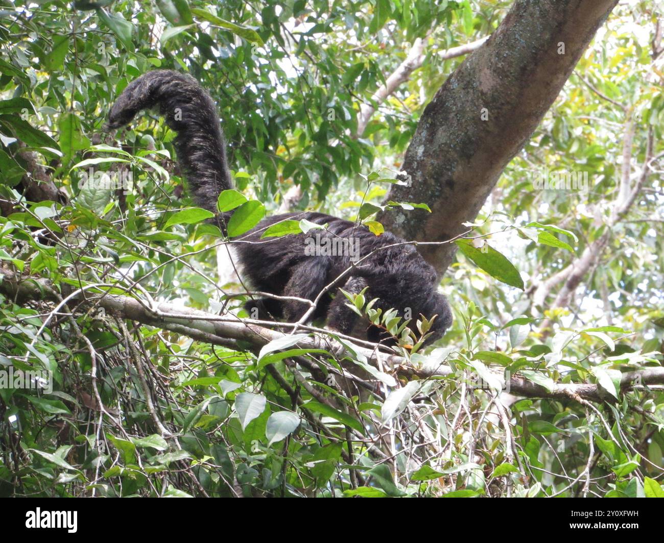 Miller's Saki (Pithecia milleri) Mammalia Stock Photo - Alamy