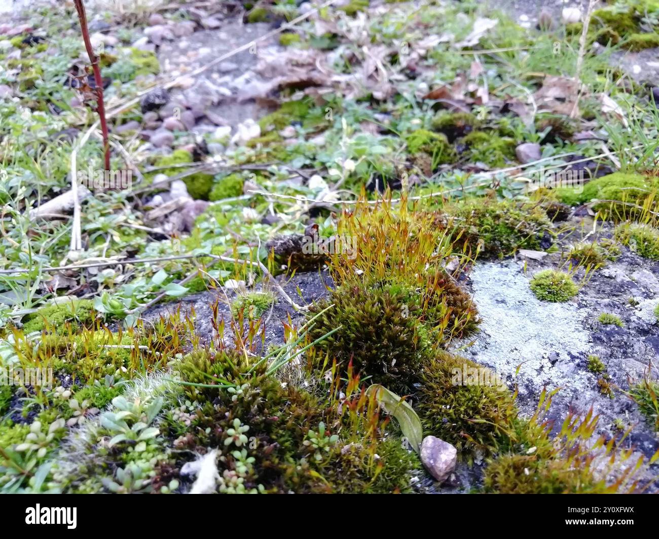 Wall Screw-moss (Tortula muralis) Plantae Stock Photo - Alamy