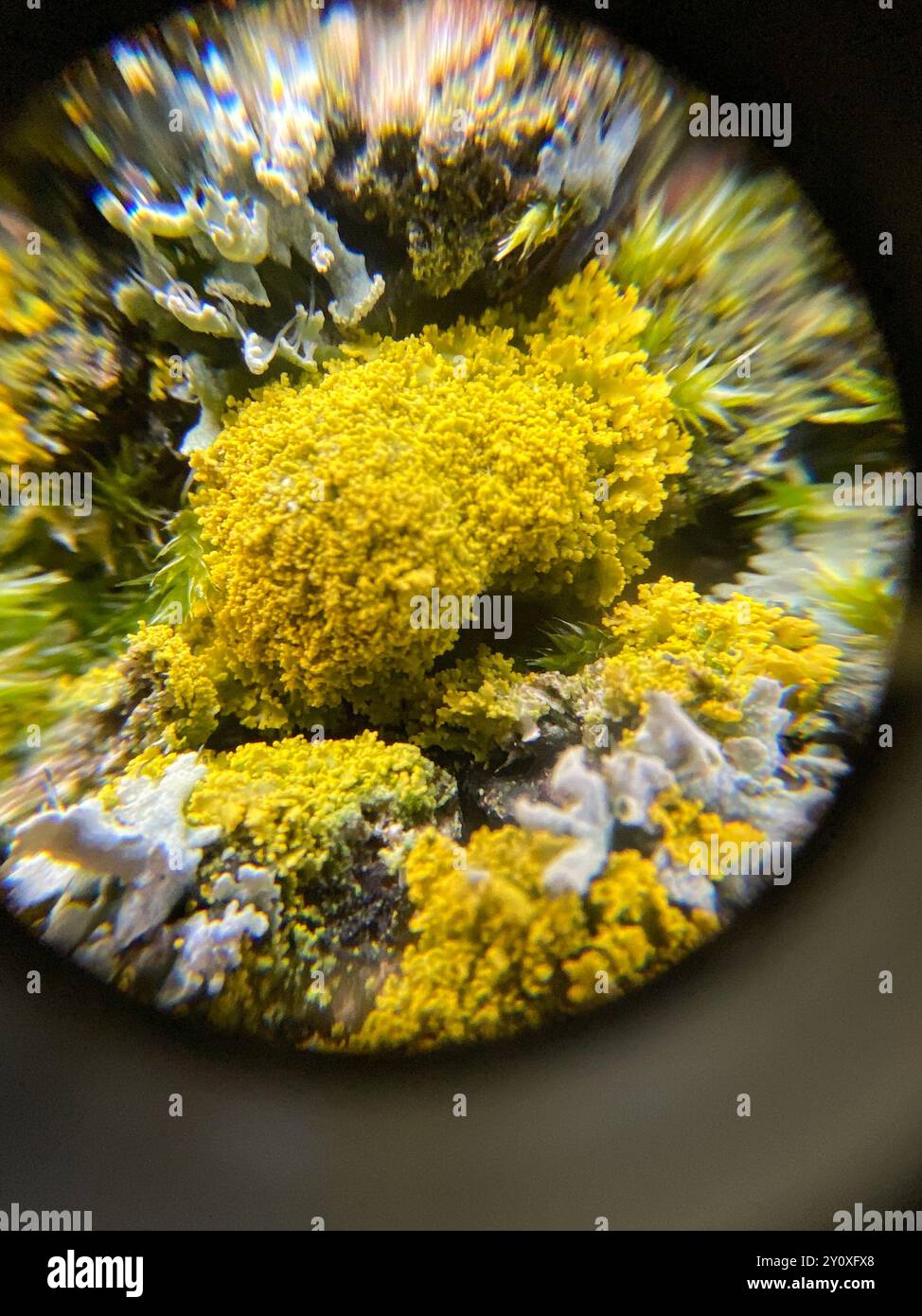 Candleflame Lichen (Candelaria concolor) Fungi Stock Photo - Alamy