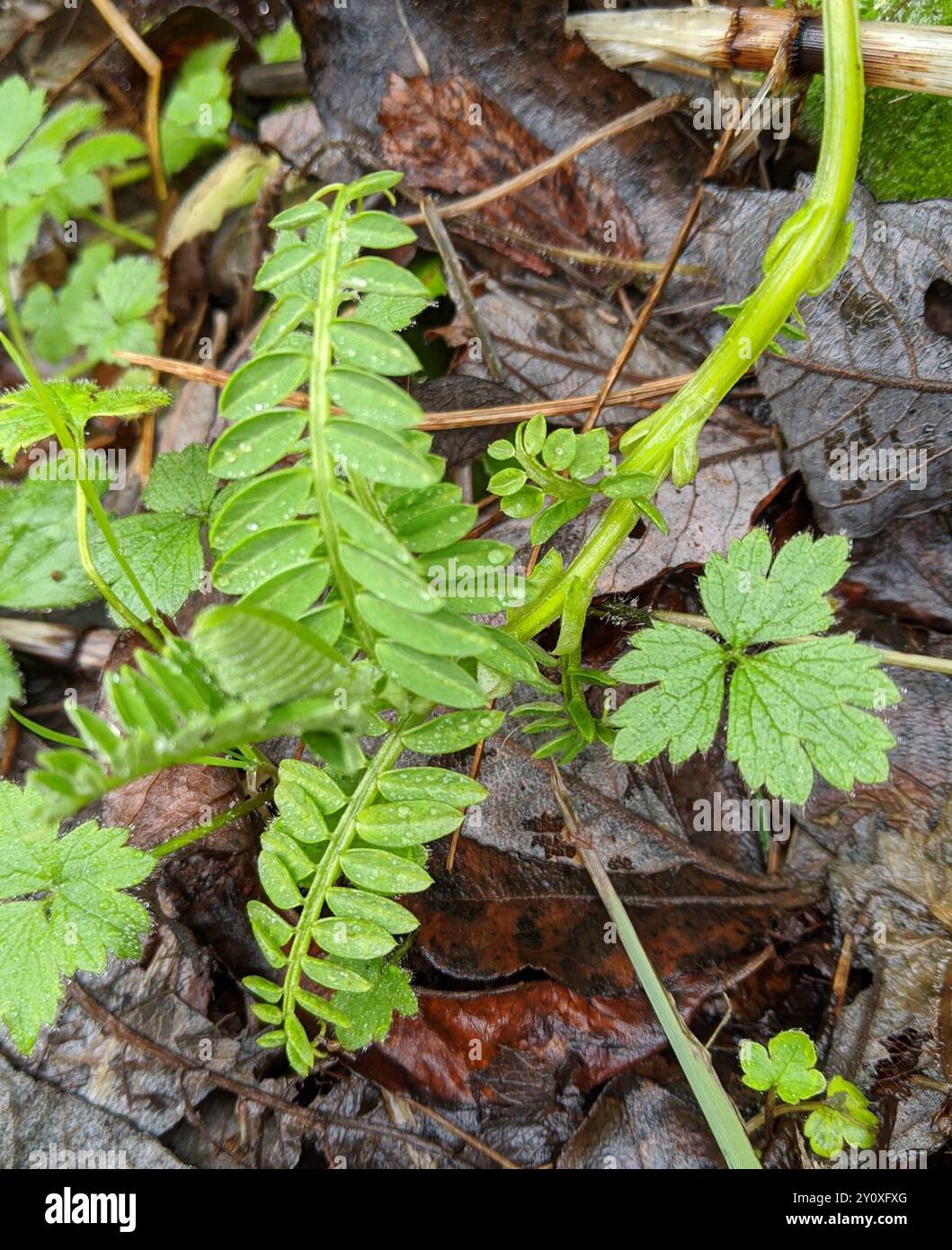 giant vetch (Vicia gigantea) Plantae Stock Photo - Alamy