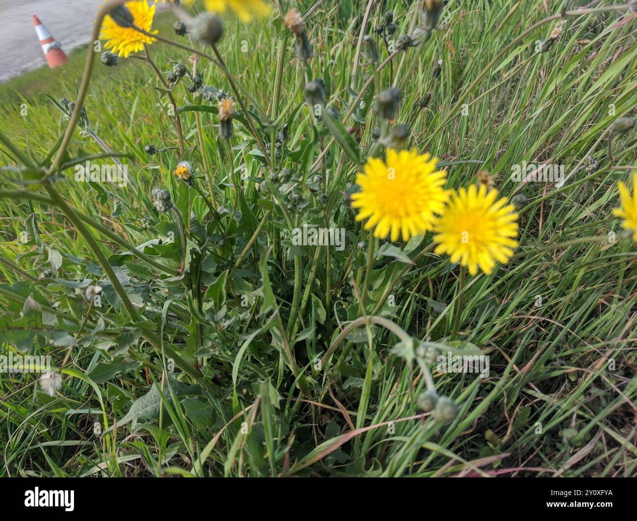 Lettuce, Chicory, Dandelion and Salsify Tribe (Cichorieae) Plantae ...