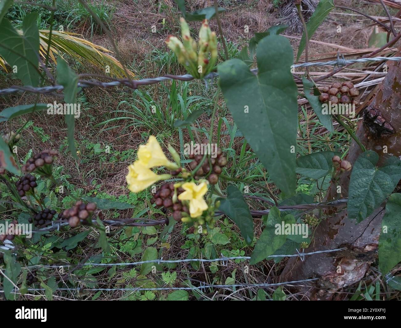 yellow merremia (Camonea umbellata) Plantae Stock Photo - Alamy