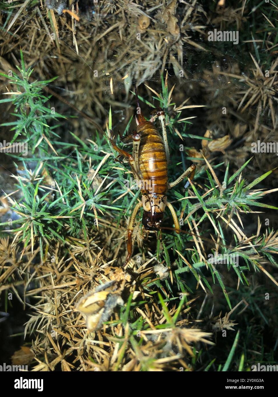 Auckland Tree Weta (Hemideina thoracica) Insecta Stock Photo - Alamy