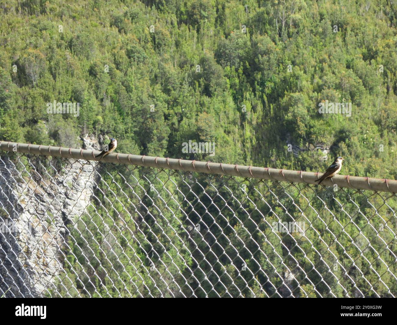 Tree Martin (Petrochelidon nigricans) Aves Stock Photo - Alamy