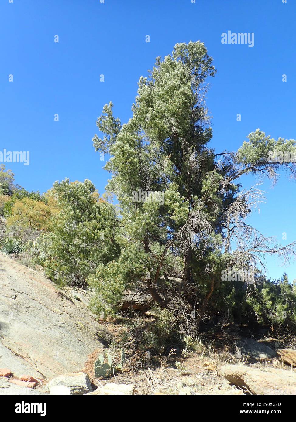 singleleaf pinyon (Pinus monophylla) Plantae Stock Photo - Alamy