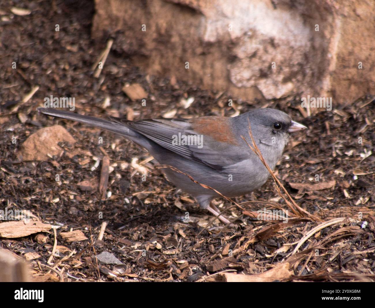 Gray-headed Junco (Junco hyemalis caniceps) Aves Stock Photo - Alamy