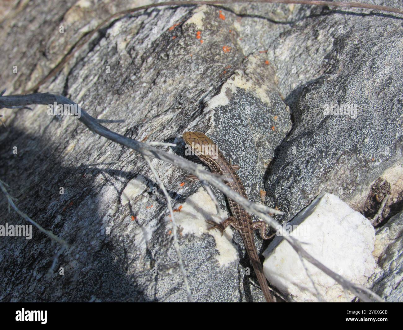 Cape Skink (Trachylepis capensis) Reptilia Stock Photo - Alamy