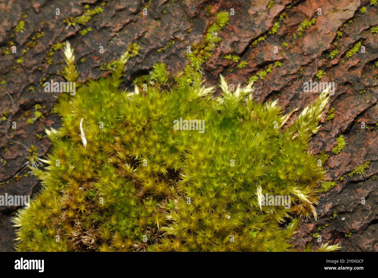 Silky Wall Feather-moss (Homalothecium sericeum) Plantae Stock Photo ...