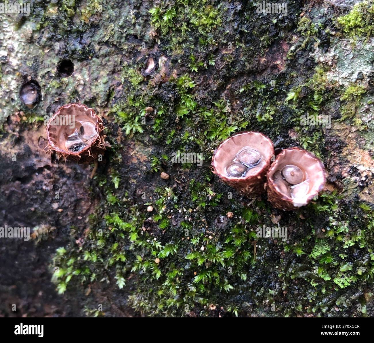 bird's nest fungi (Nidulariaceae) Fungi Stock Photo - Alamy