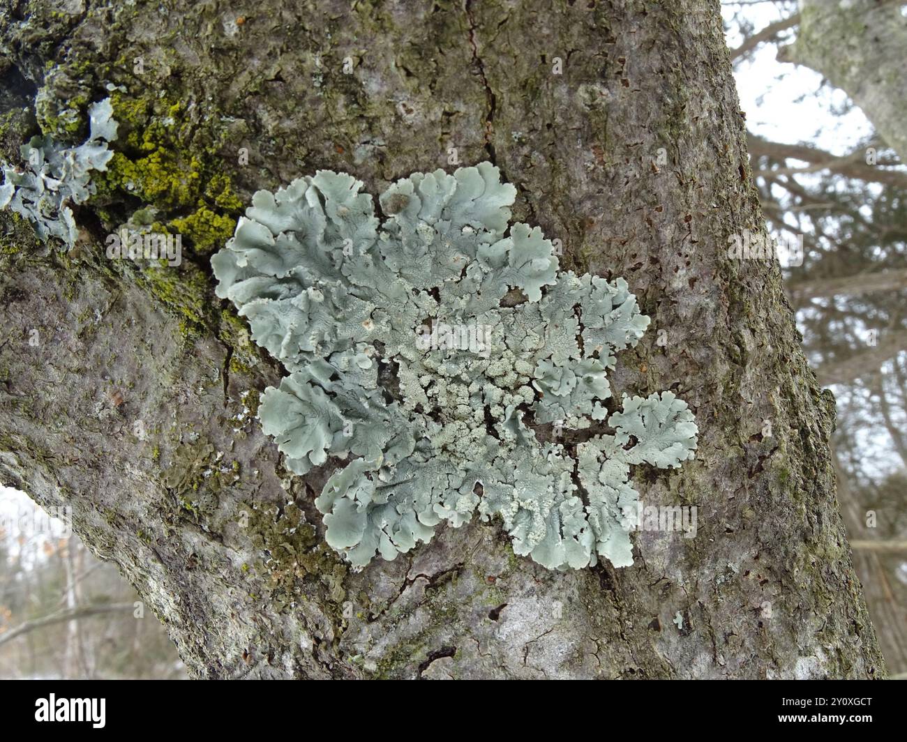 common greenshield lichen (Flavoparmelia caperata) Fungi Stock Photo ...