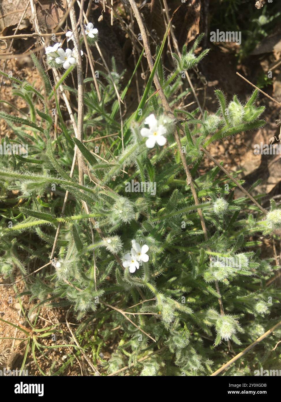 Clearwater cryptantha (Cryptantha intermedia) Plantae Stock Photo - Alamy