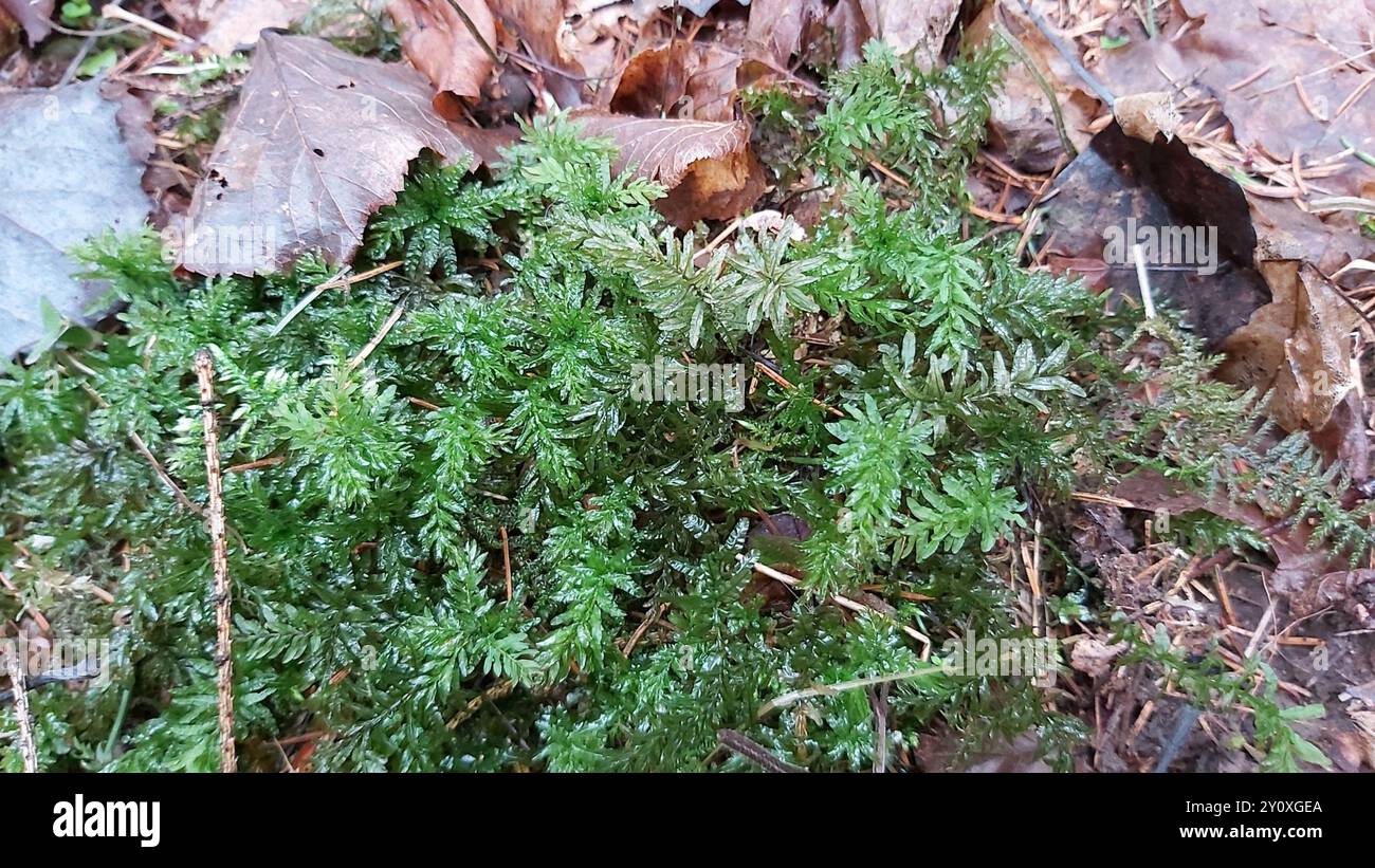 Palm-tree Moss (Plagiomnium undulatum) Plantae Stock Photo - Alamy