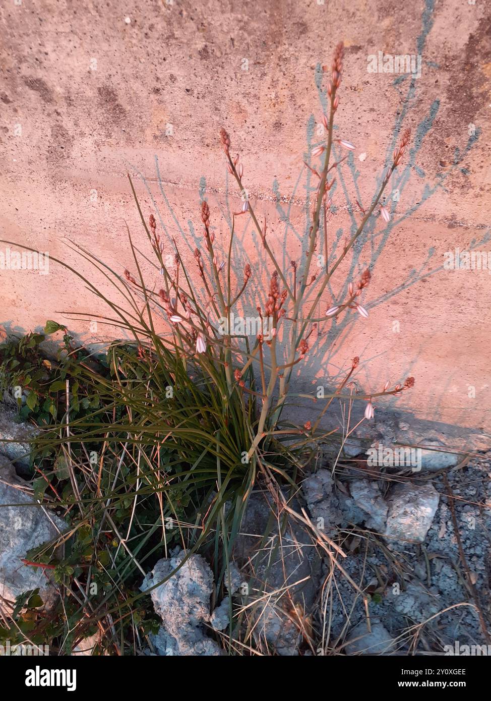 Onion-Leafed Asphodel (Asphodelus fistulosus) Plantae Stock Photo - Alamy