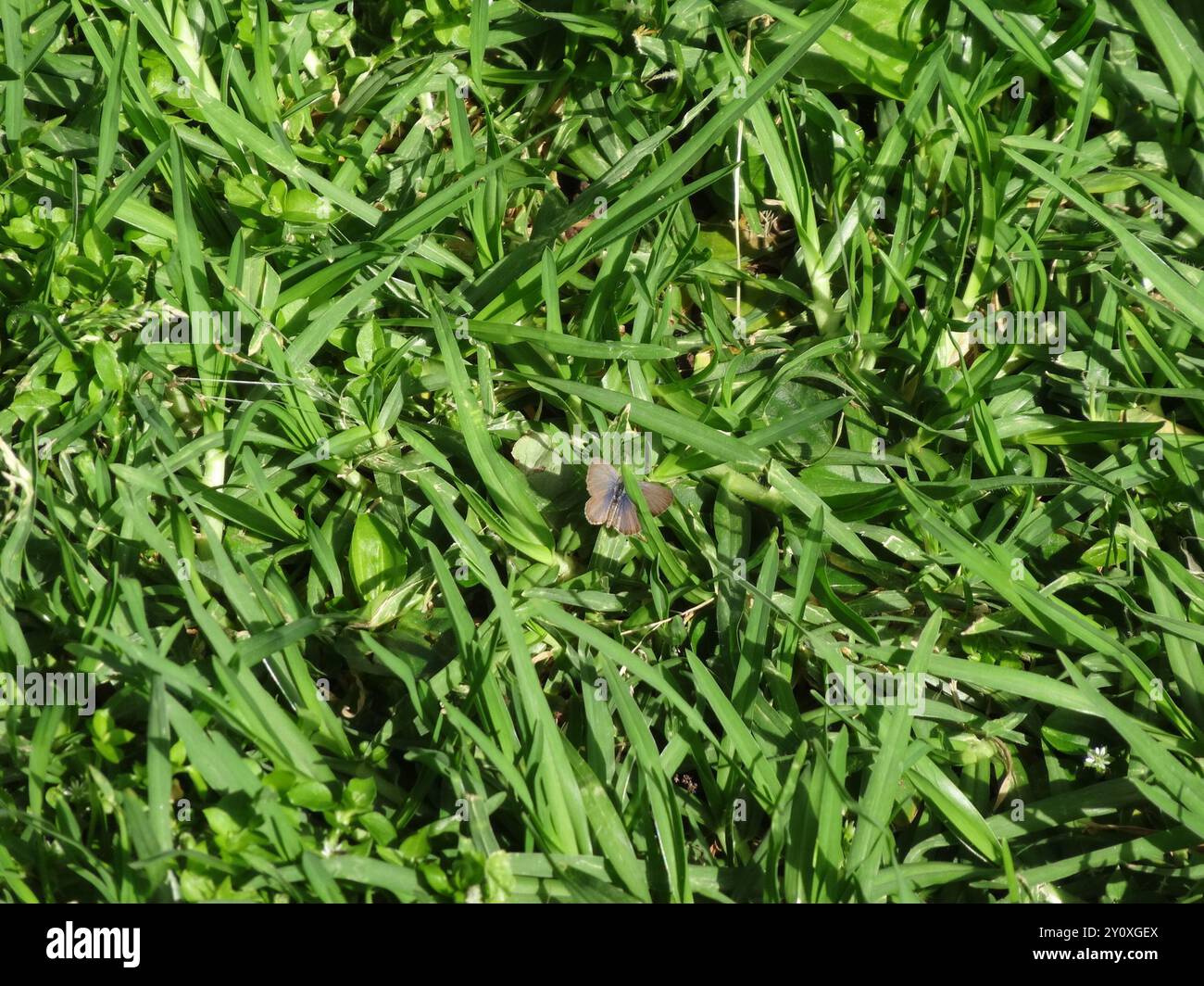 African Grass Blue (Zizeeria knysna) Insecta Stock Photo - Alamy