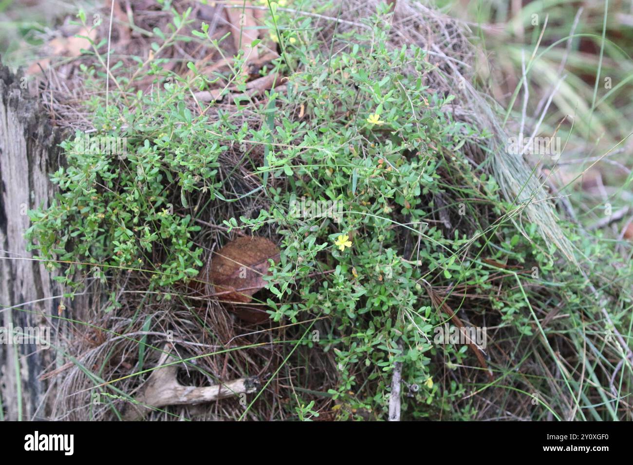 Rough Guinea Flower (Hibbertia aspera) Plantae Stock Photo - Alamy