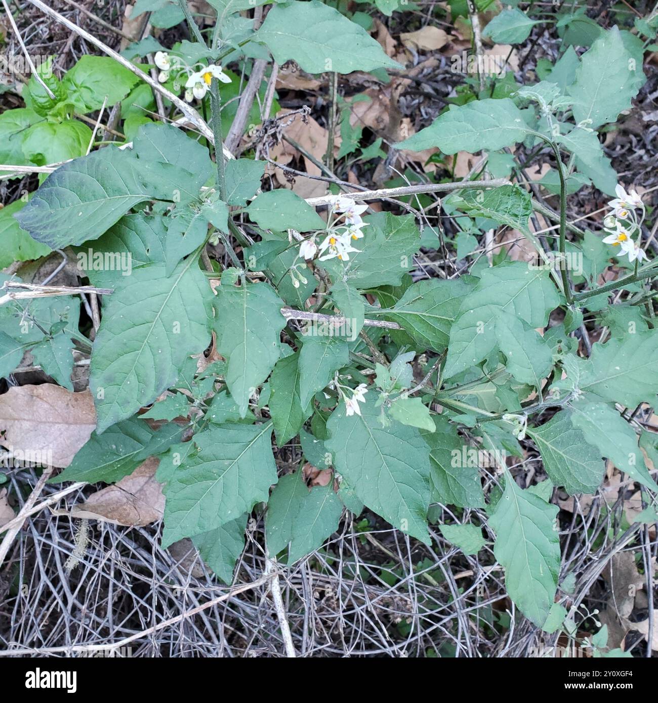 greenspot nightshade (Solanum douglasii) Plantae Stock Photo - Alamy