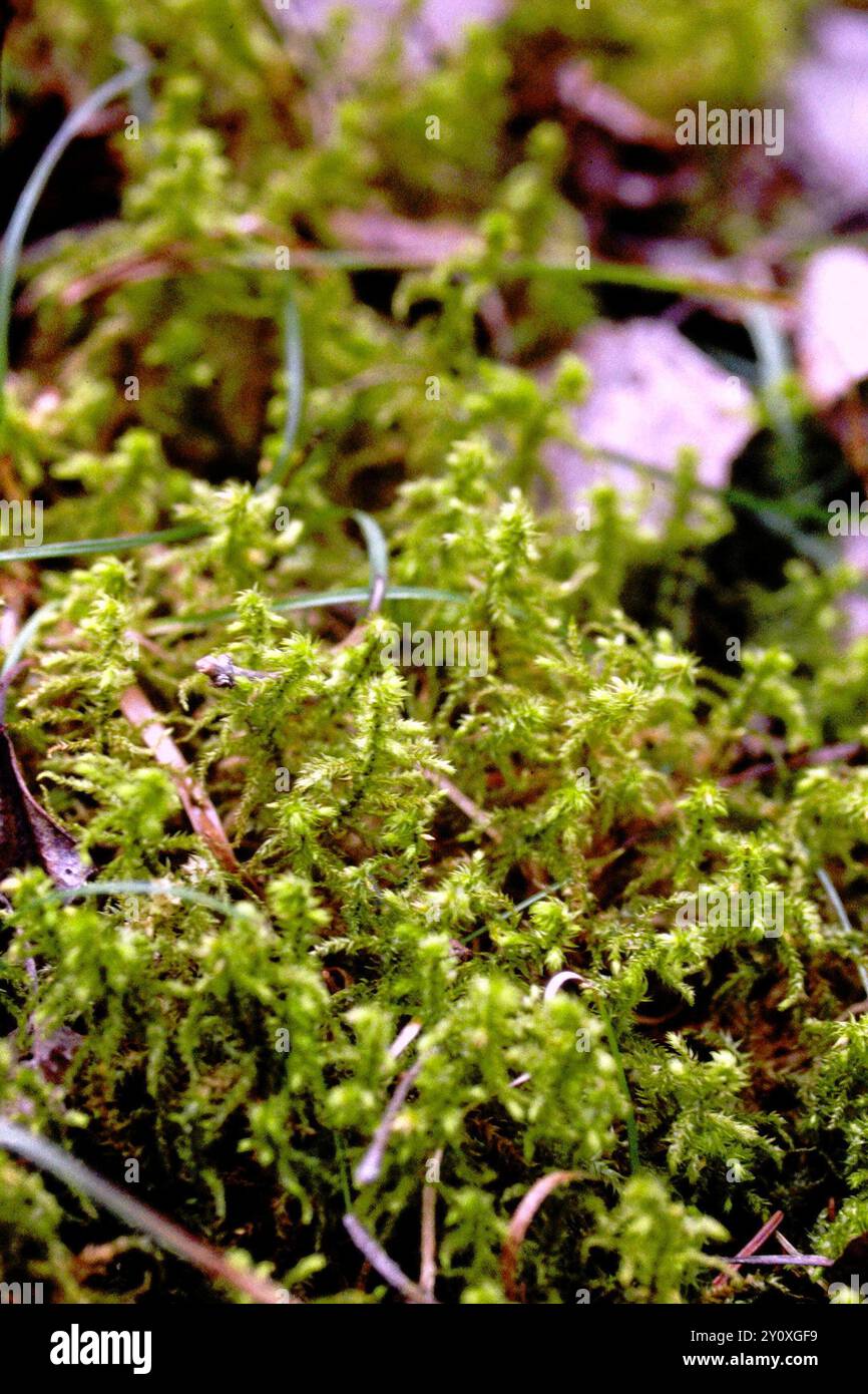 rough goose neck moss (Hylocomiadelphus triquetrus) Plantae Stock Photo ...