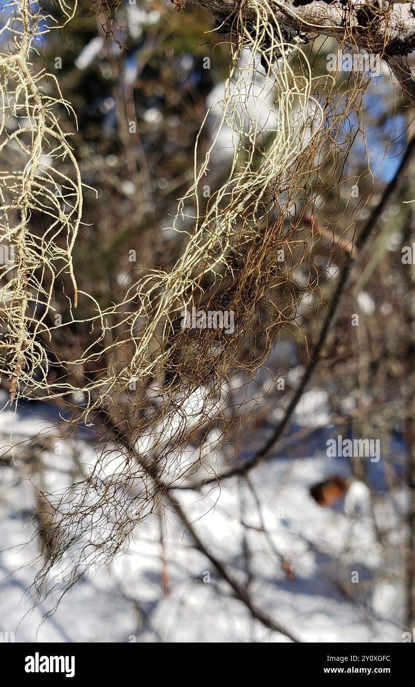 Mountain Horsehair Lichen (Bryoria pseudofuscescens) Fungi Stock Photo ...