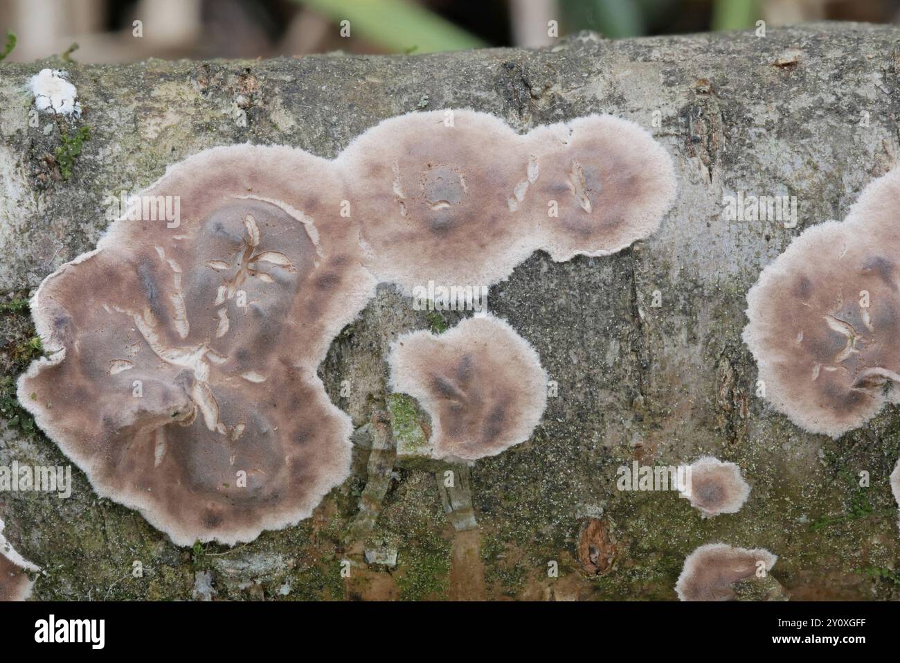 Cylindrobasidium hi-res stock photography and images - Alamy