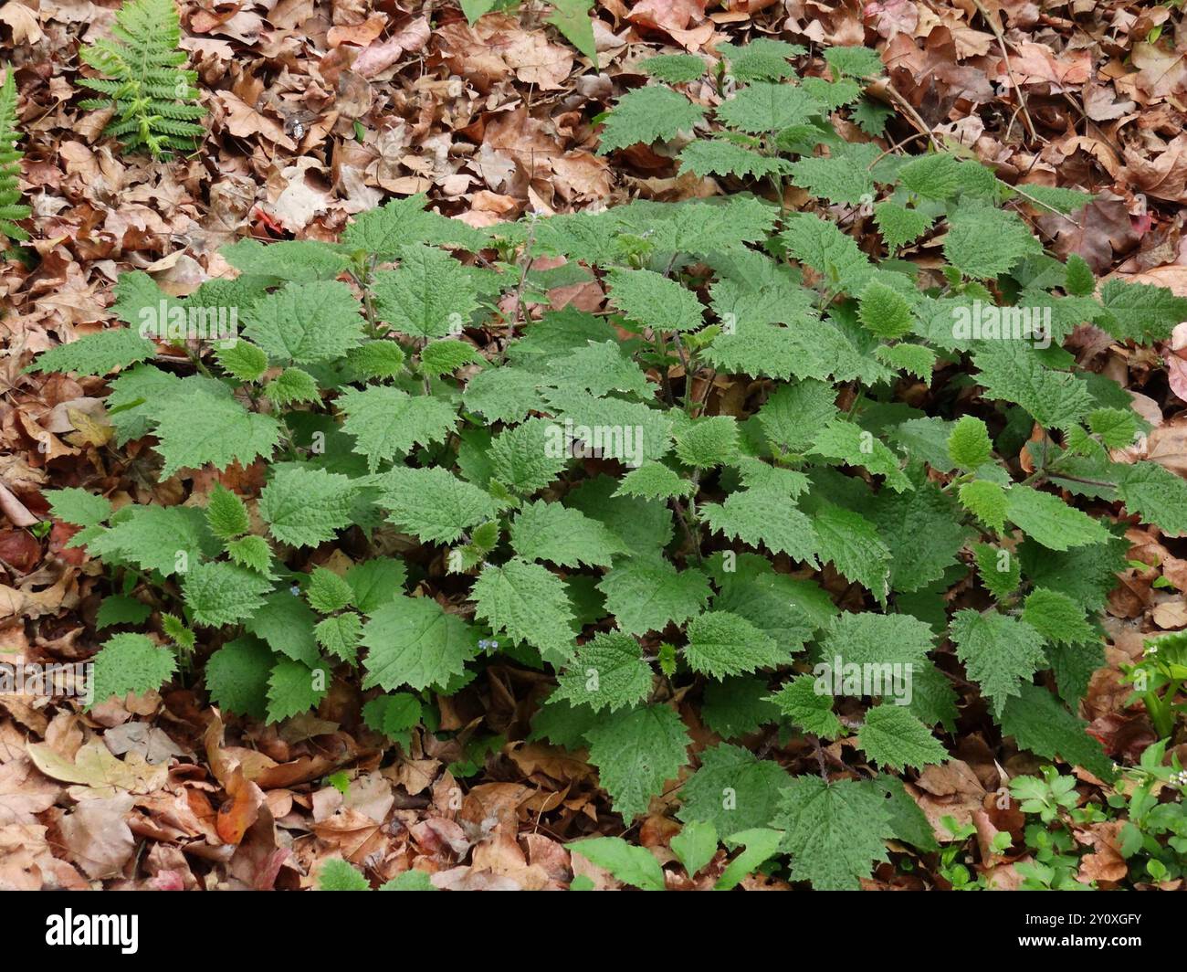Japanese Nettle (Urtica thunbergiana) Plantae Stock Photo - Alamy