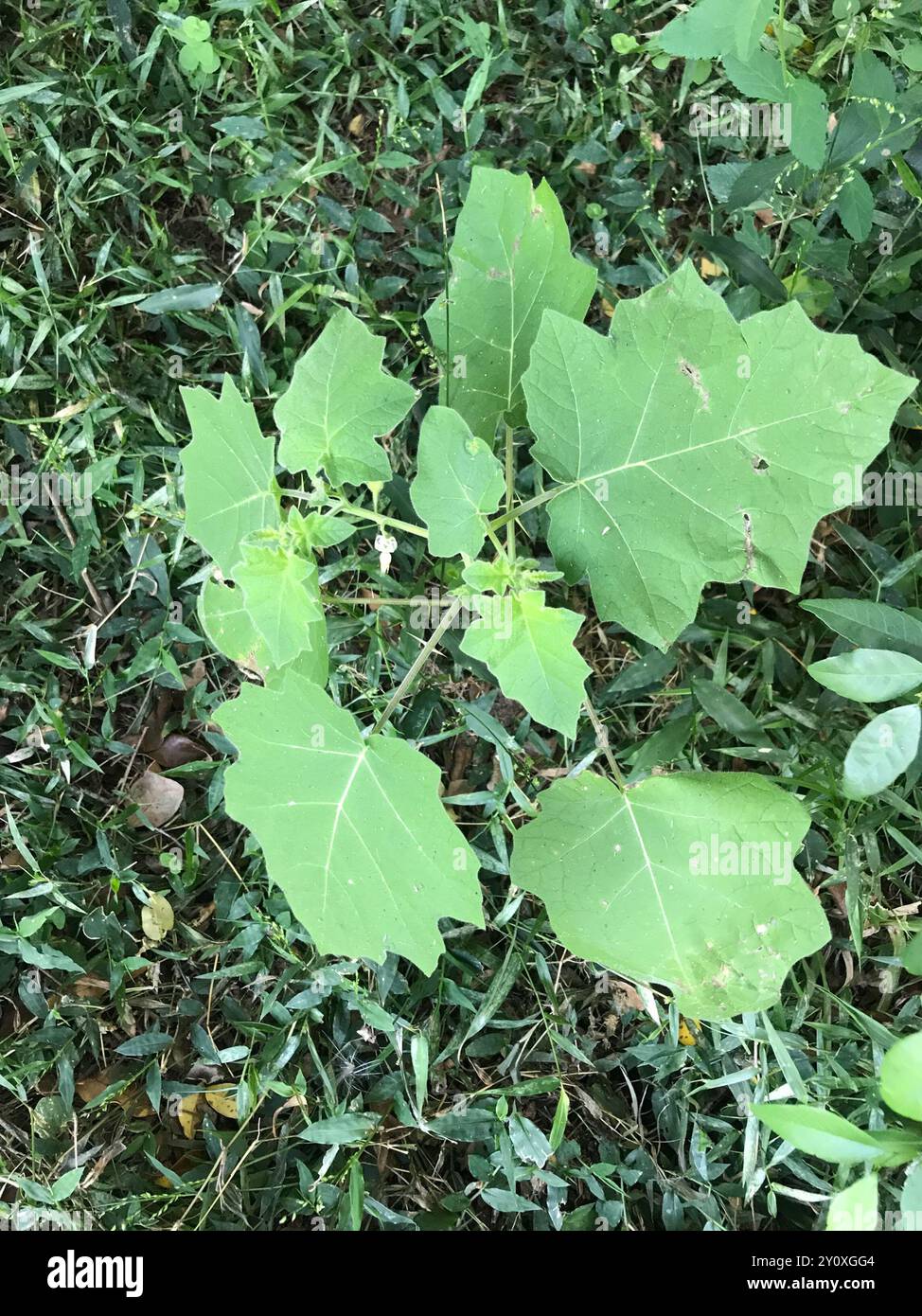 tropical soda-apple (Solanum viarum) Plantae Stock Photo - Alamy