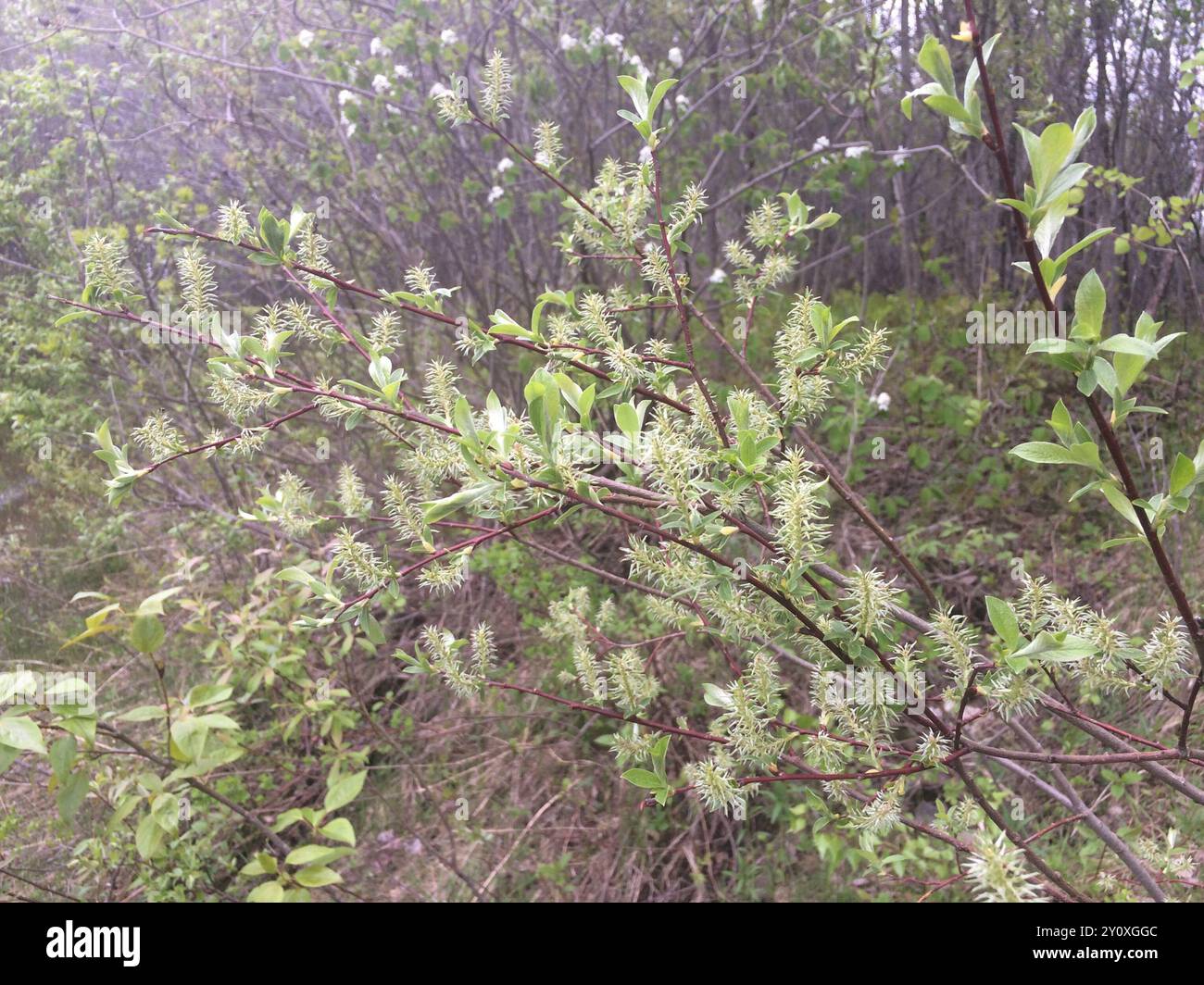 bebb's willow (Salix bebbiana) Plantae Stock Photo - Alamy