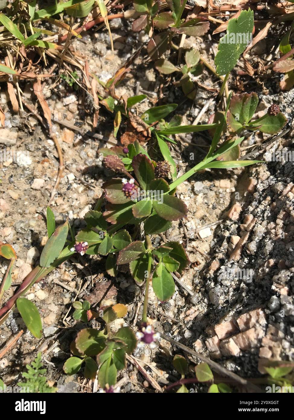 turkey tangle frogfruit (Phyla nodiflora) Plantae Stock Photo - Alamy